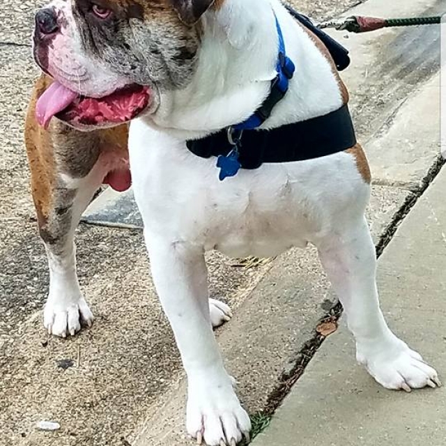 TOK Owner's Gallery - Texas Outback Kennels