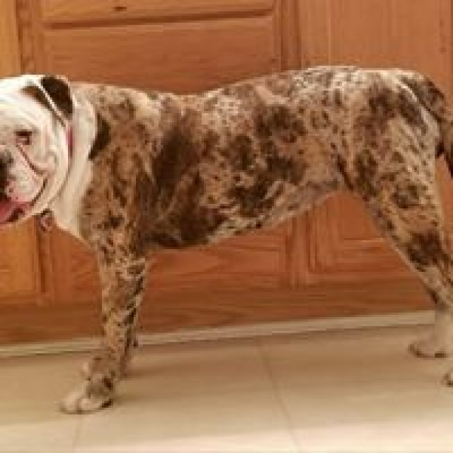TOK Owner's Gallery - Texas Outback Kennels