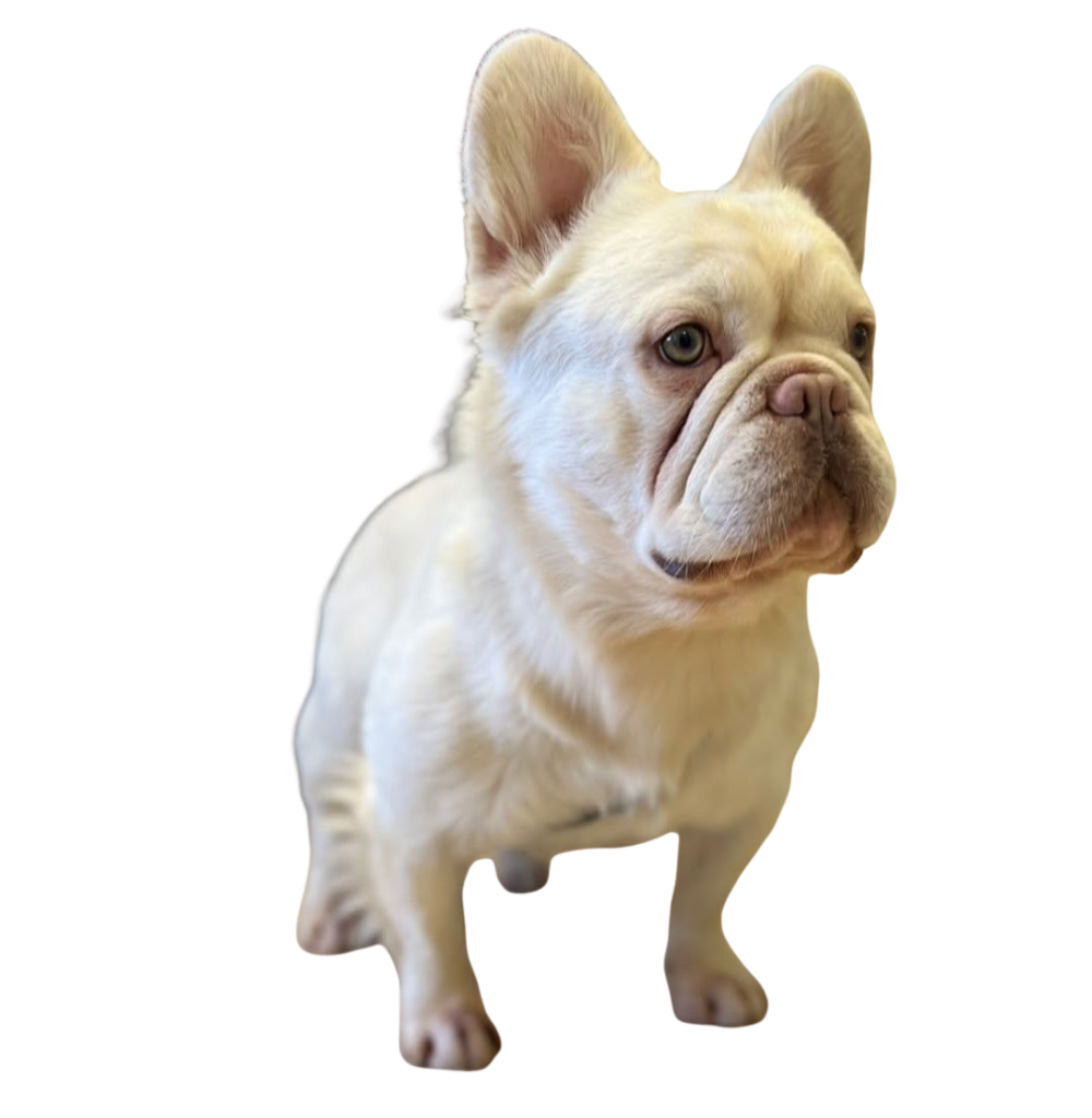 Alapaha Blue Blood Bulldog Breeder /Top Breeder Texas Outback Kennels